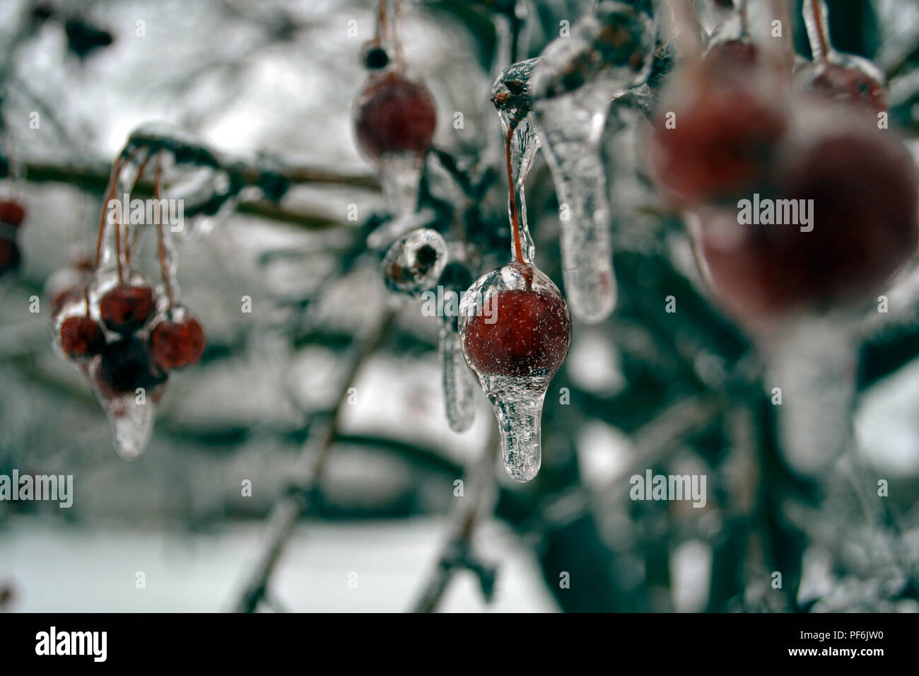 Ice sickle tree hi-res stock photography and images - Alamy