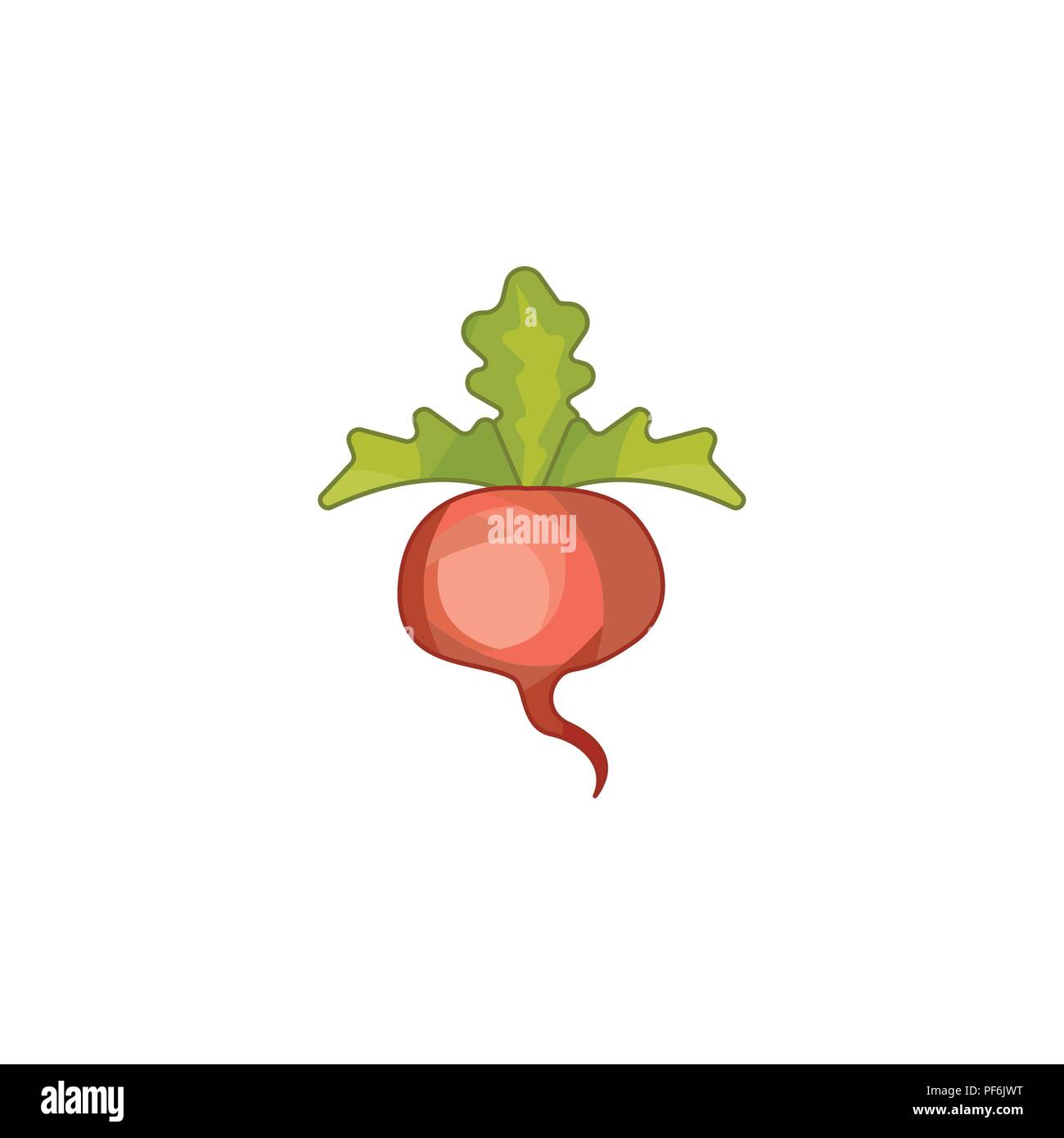 Color vector illustration. Sugar beet on a white background Stock ...