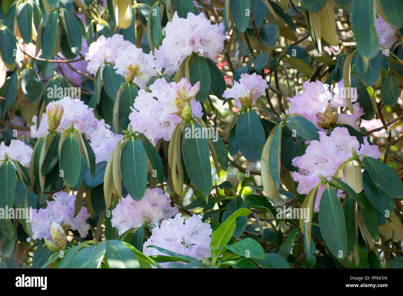Big leaf rhododendron hi-res stock photography and images - Alamy