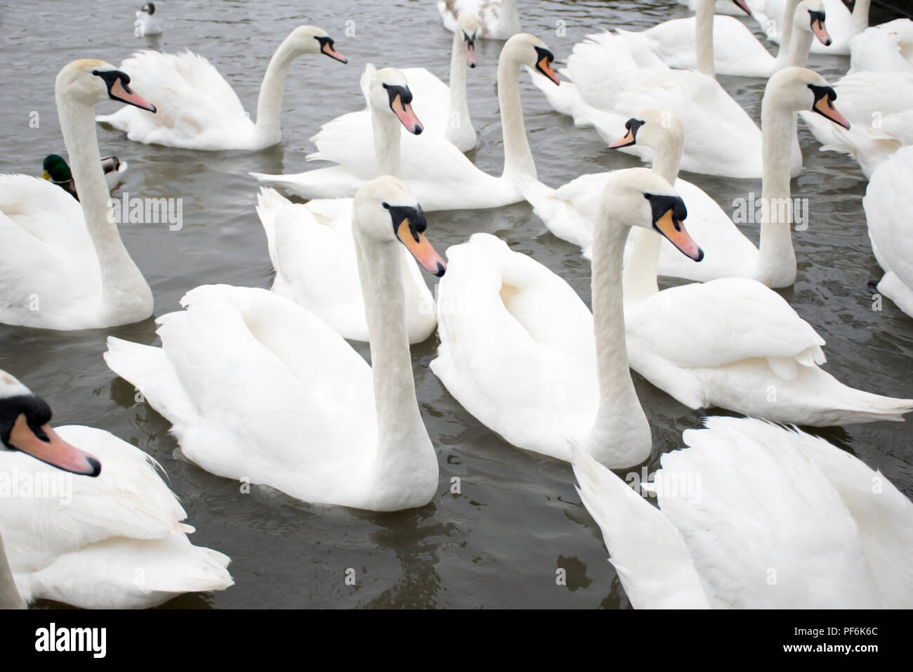 Big Family Gathering Stock Photos & Big Family Gathering Stock Images ...