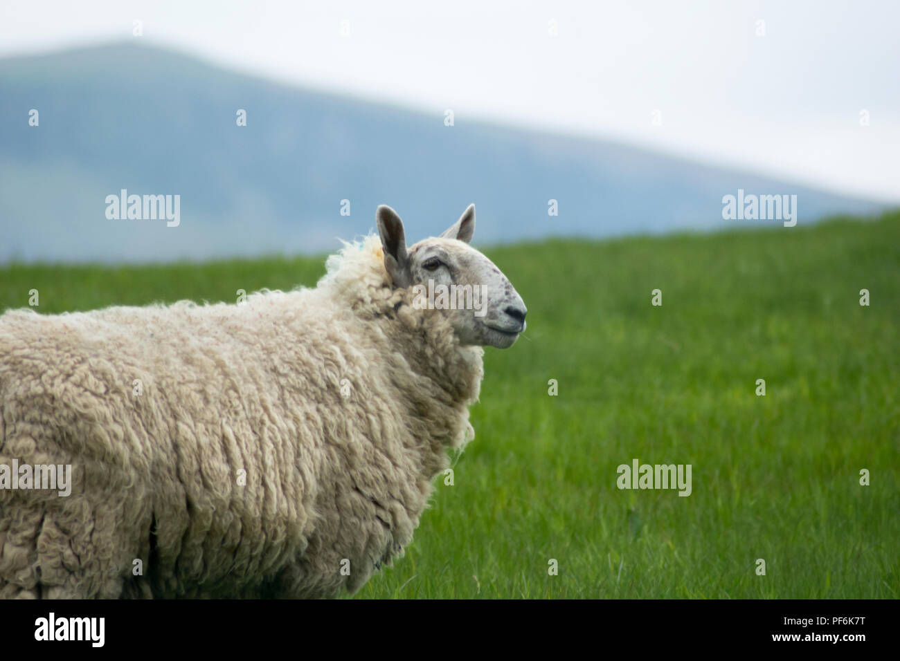 sheep in the irish country side grazing outdoors in a meadow Stock ...