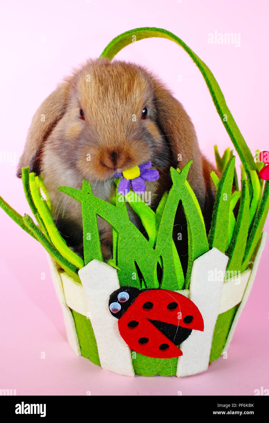 Mini lop bunny hi-res stock photography and images - Alamy