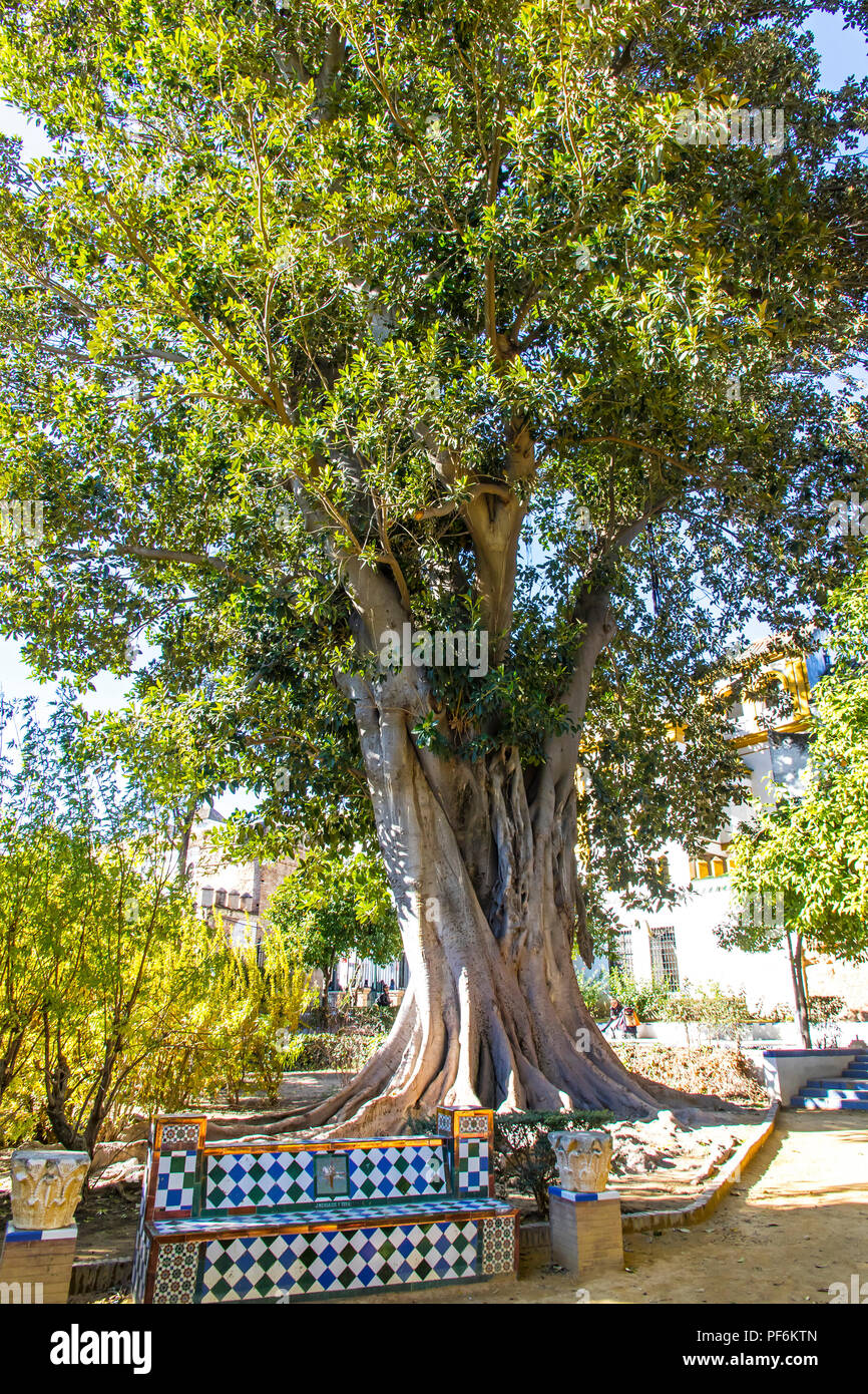Giant fig tree in Murillo Gardens (Jardines de Murillo) in Seville city ...