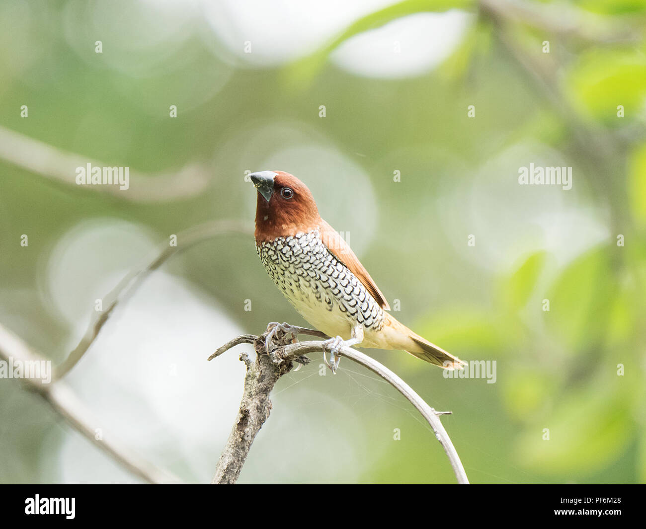 Scaly breasted munia india hi-res stock photography and images - Alamy