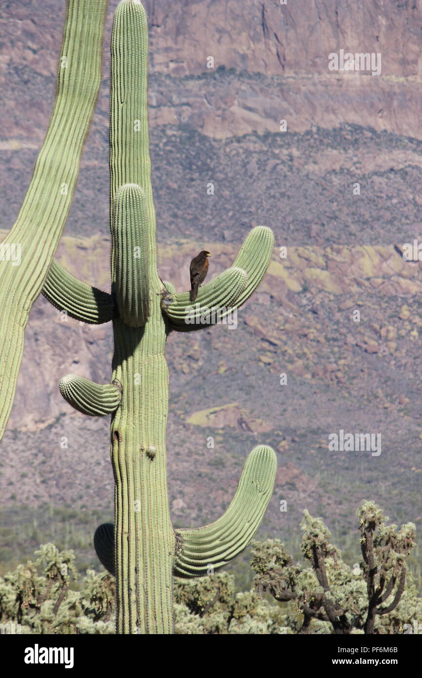 Desert prey predator hi-res stock photography and images - Alamy