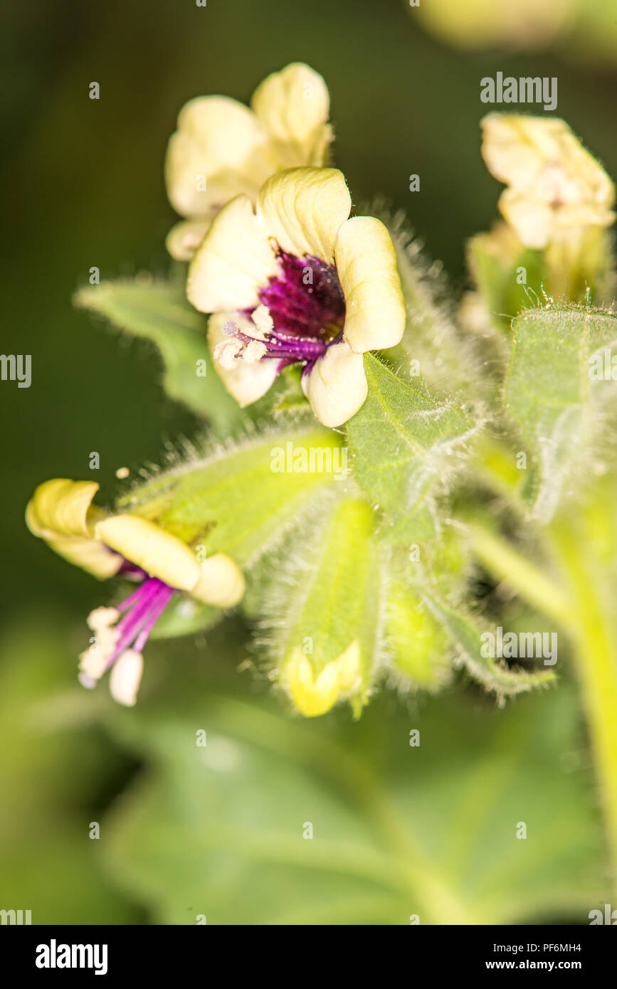 white henbane, medicinal plant and drug with flower Stock Photo - Alamy