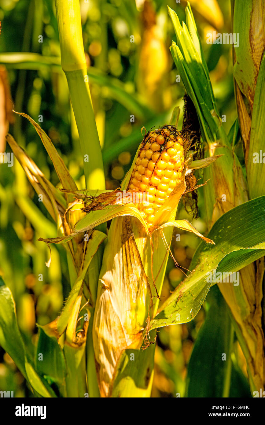 corn cob on a field in Germany Stock Photo - Alamy