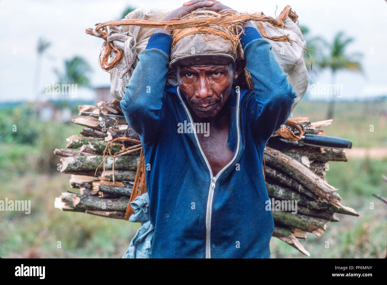 Man carrying firewood on his back in a rural setting with palm trees in ...
