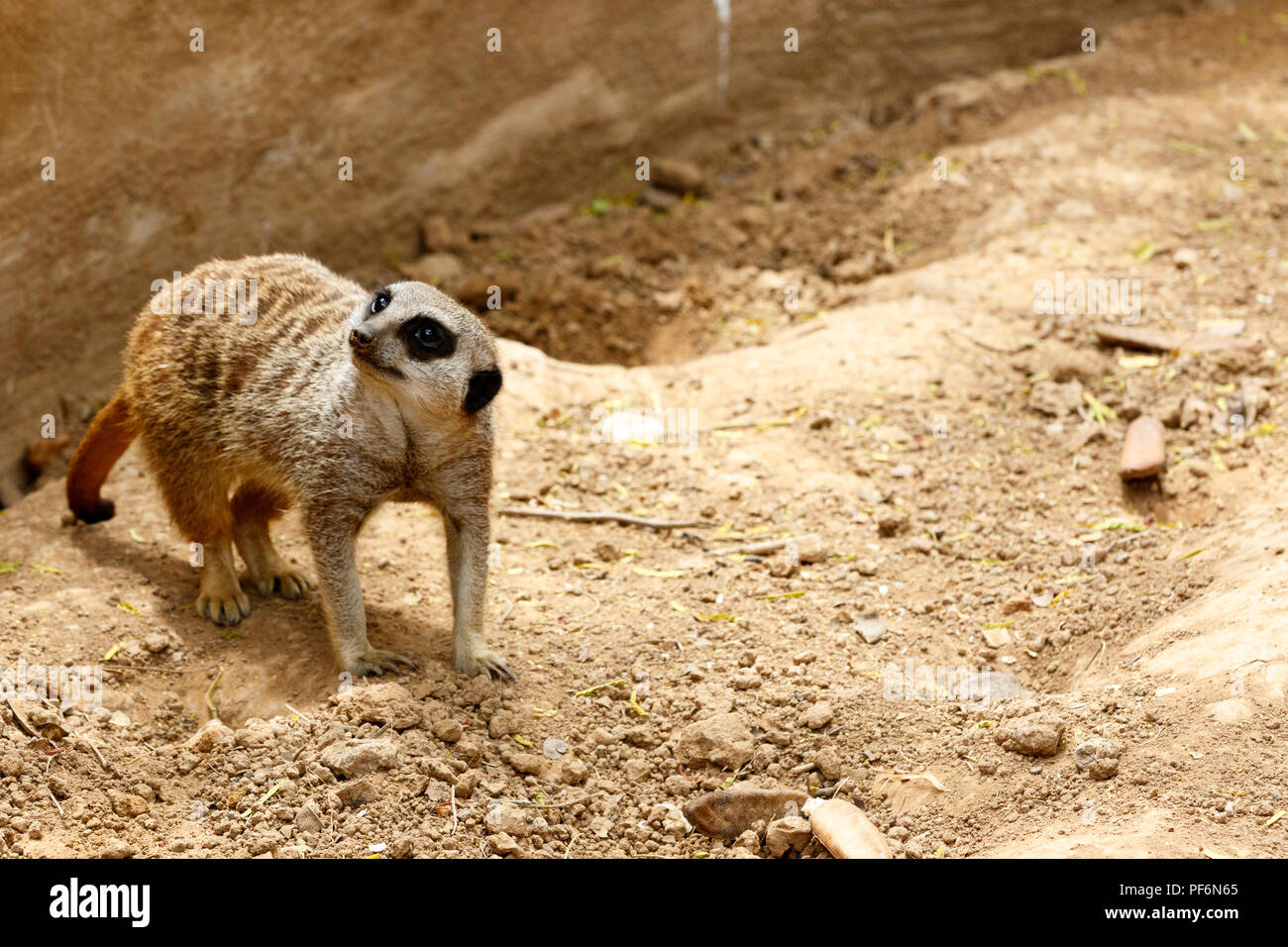 Meerkats facts hi-res stock photography and images - Alamy