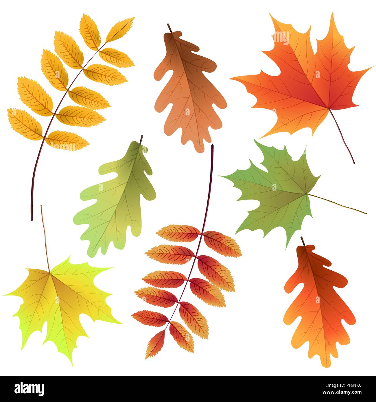 Autumn leaves set, isolated on white background. Rowan tree, oak, maple ...
