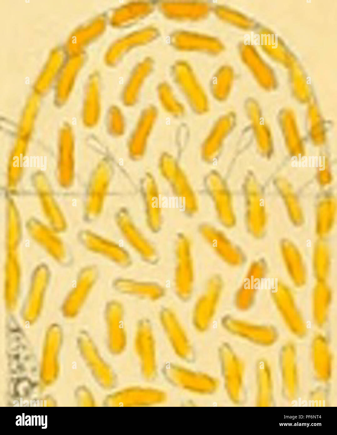 This illustration shows marine diatoms from France and nearby maritime ...