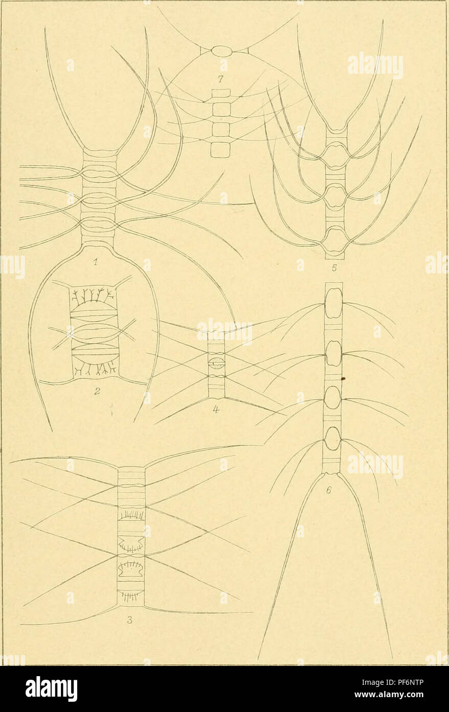 This work explores marine diatoms found in France and surrounding ...