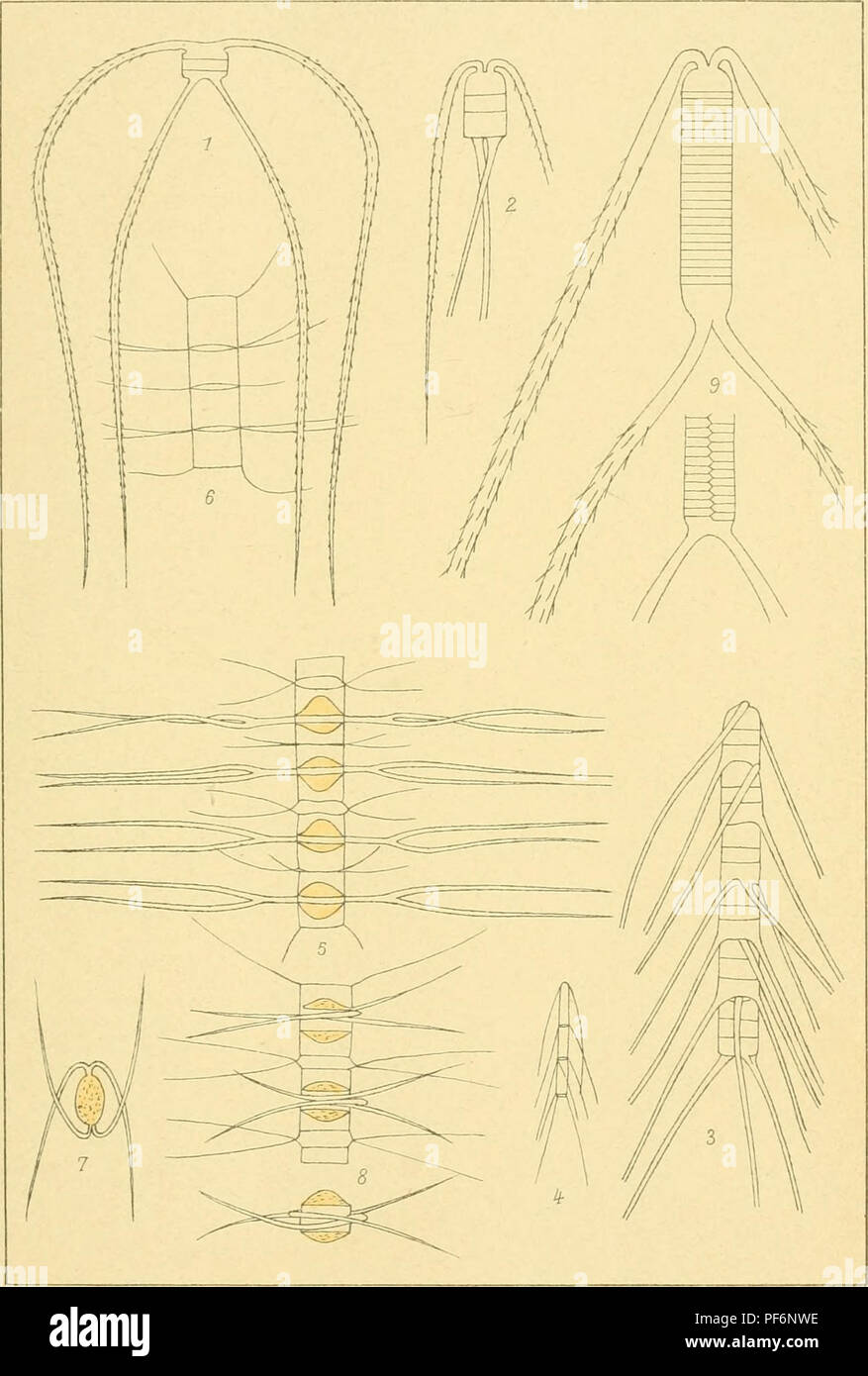 This illustration presents marine diatoms from France and surrounding ...