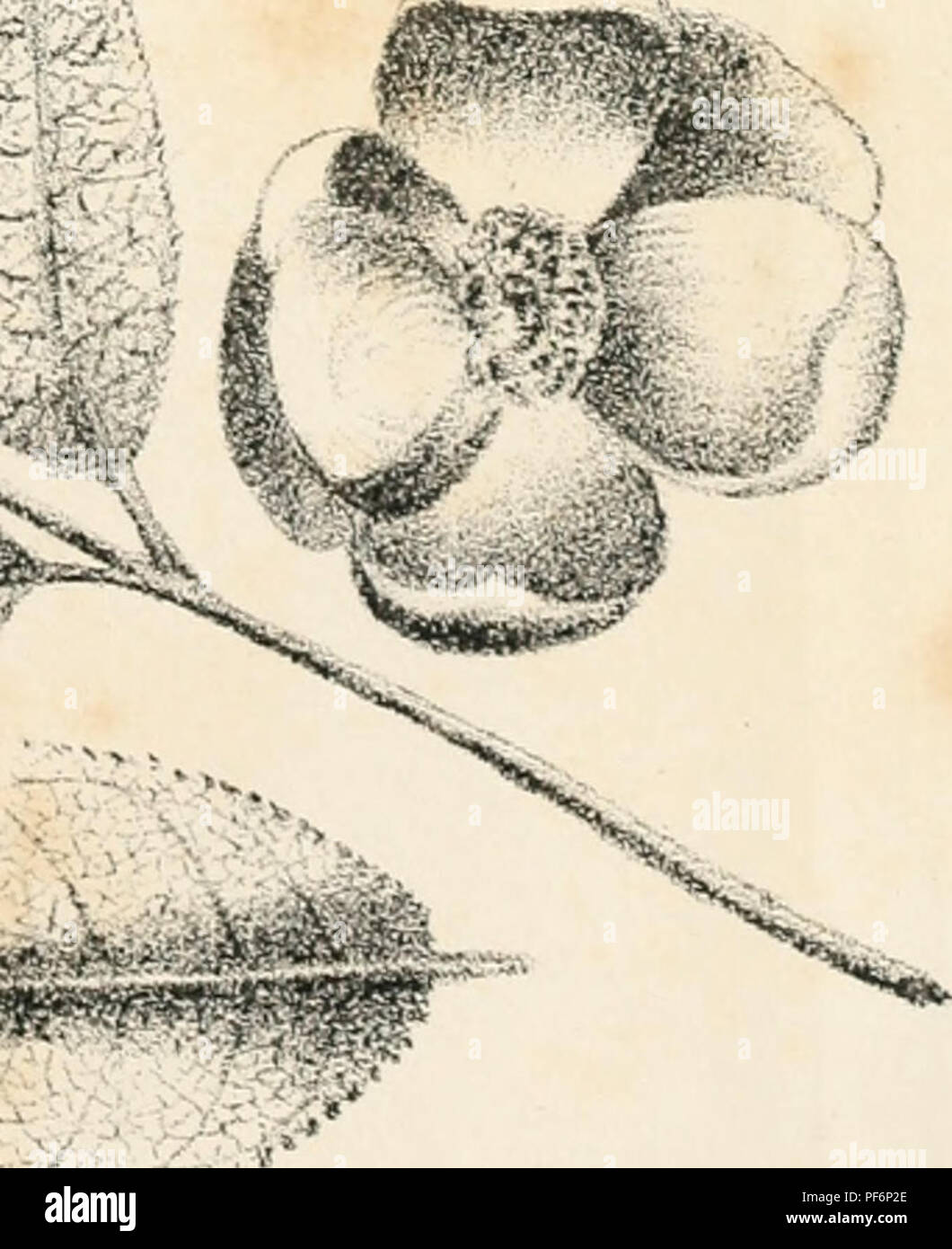 This botanical dictionary provides a comprehensive overview of ...