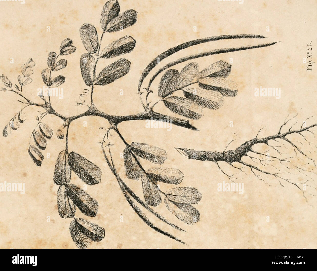 This comprehensive botanical dictionary focuses on the plants of Brazil ...