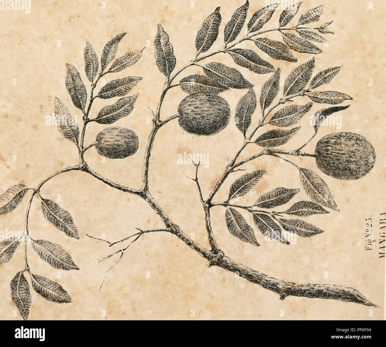 A dictionary of Brazilian botany, detailing indigenous and acclimatized ...