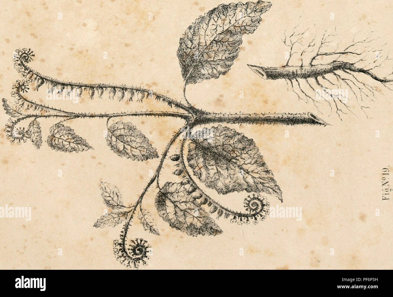 This Brazilian botanical dictionary compiles information on native and ...