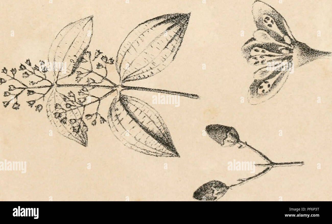 This image shows a botanical dictionary from Brazil, detailing native ...