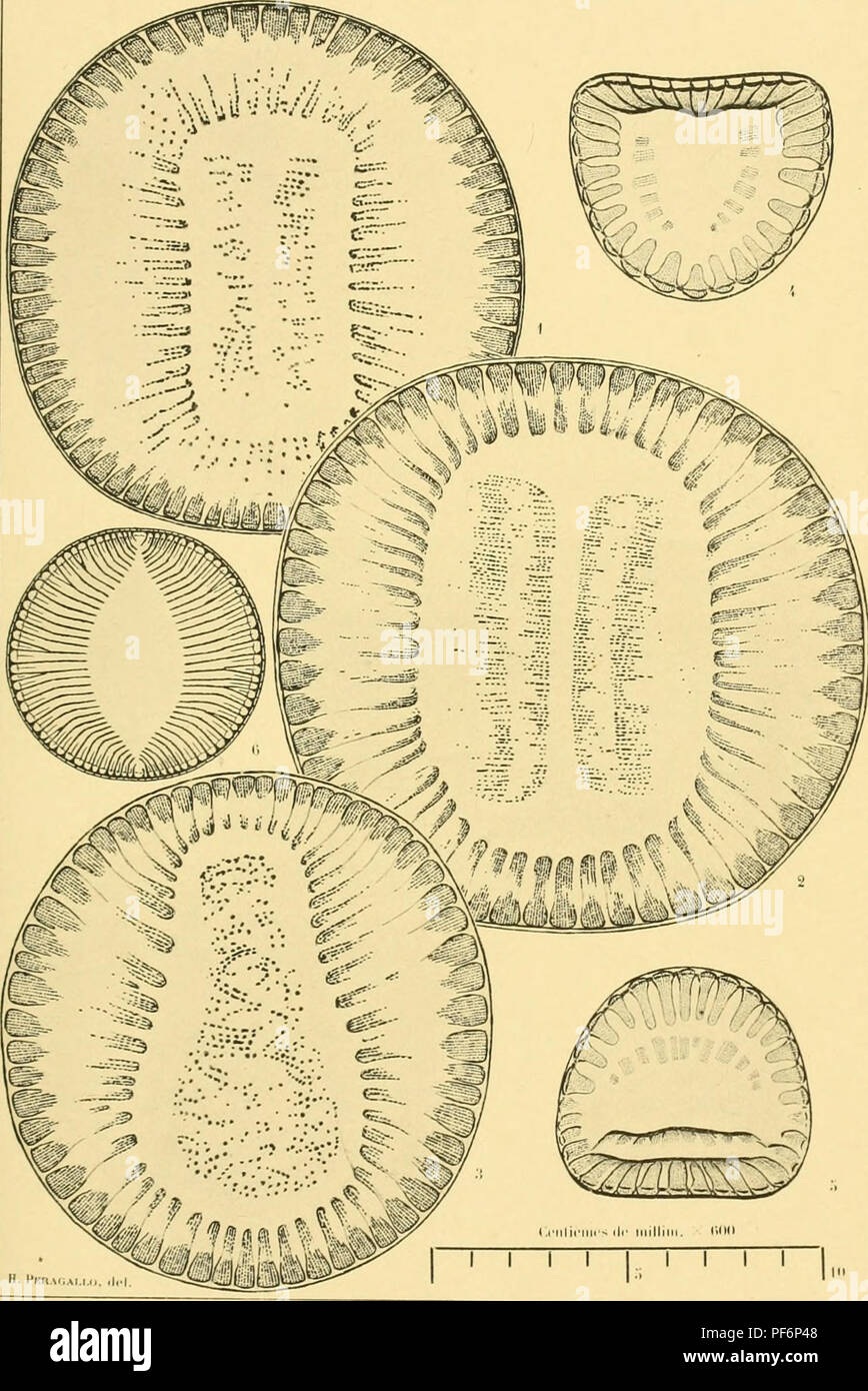 Plankton phytoplankton various species hi-res stock photography and ...