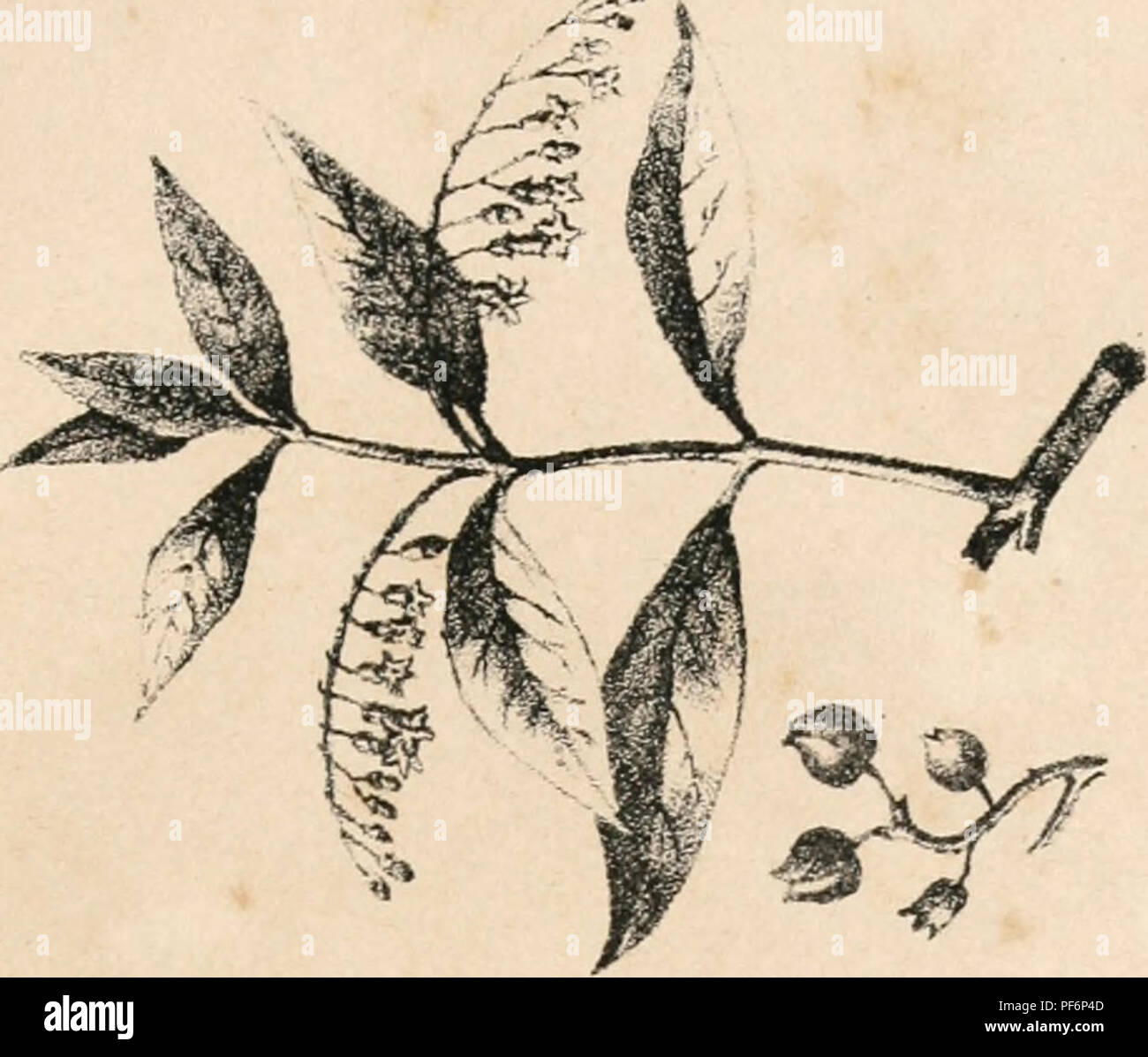A comprehensive botanical dictionary detailing Brazilian plants, both ...