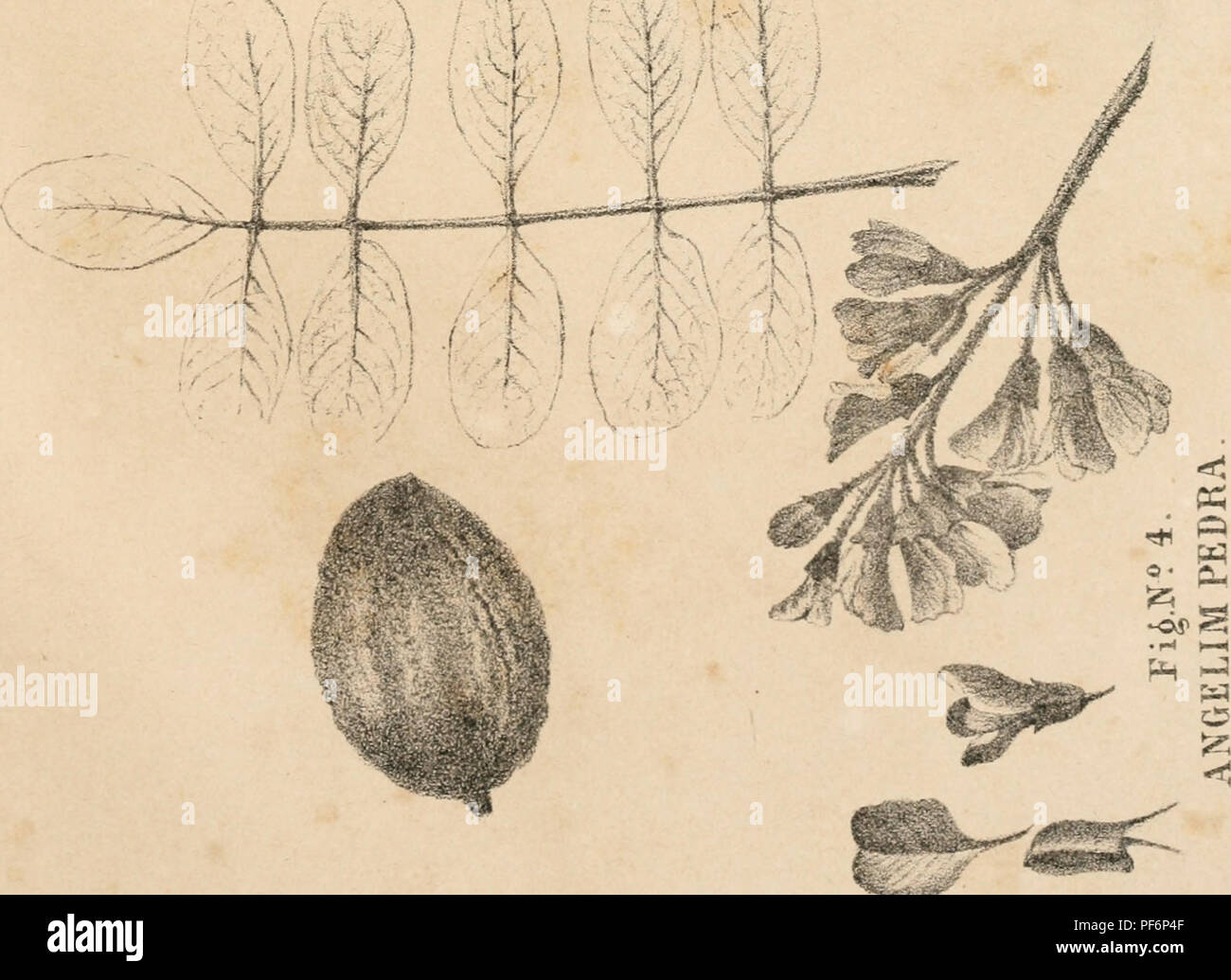 This Brazilian botanical dictionary provides comprehensive descriptions ...