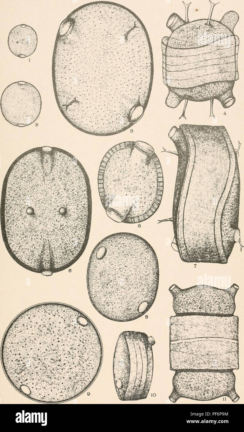 This image from *Diatomaceae of North America* showcases a detailed ...