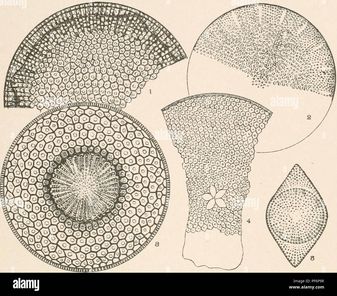 This work illustrates various diatoms from North America, focusing on ...