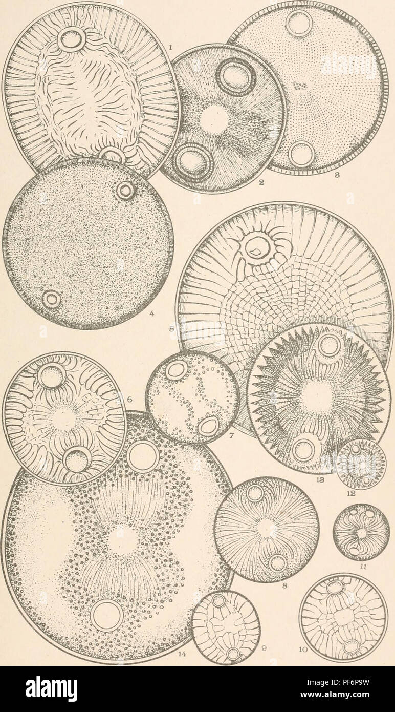 Diatom family hi-res stock photography and images - Alamy
