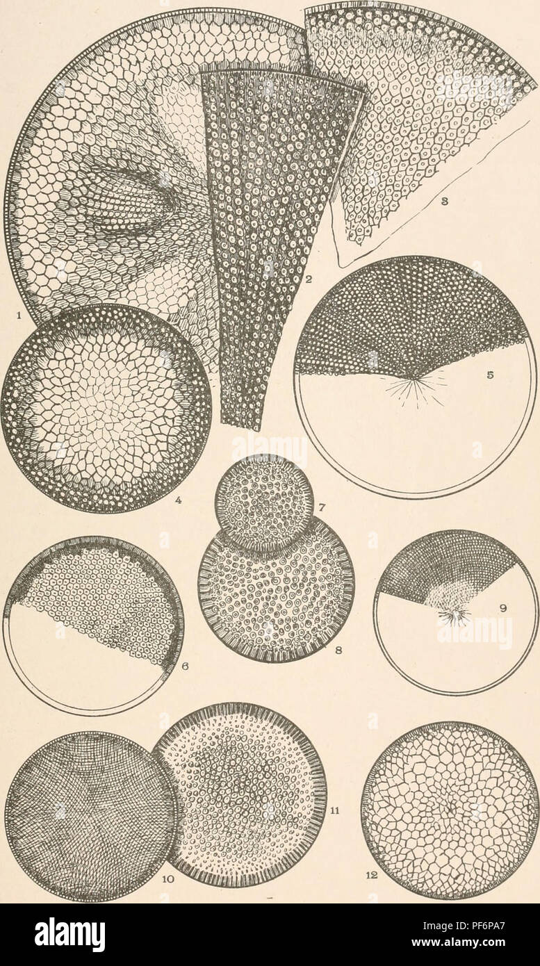 This work presents a detailed study of diatoms from North America, with ...