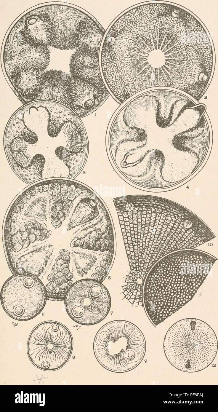 This illustrated work provides a comprehensive look at North American ...