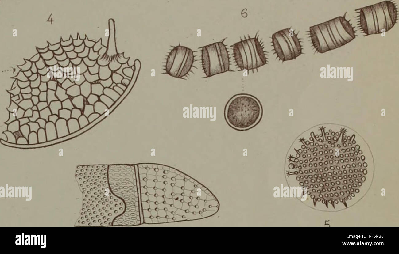 This collection illustrates marine diatoms from the western coast of ...
