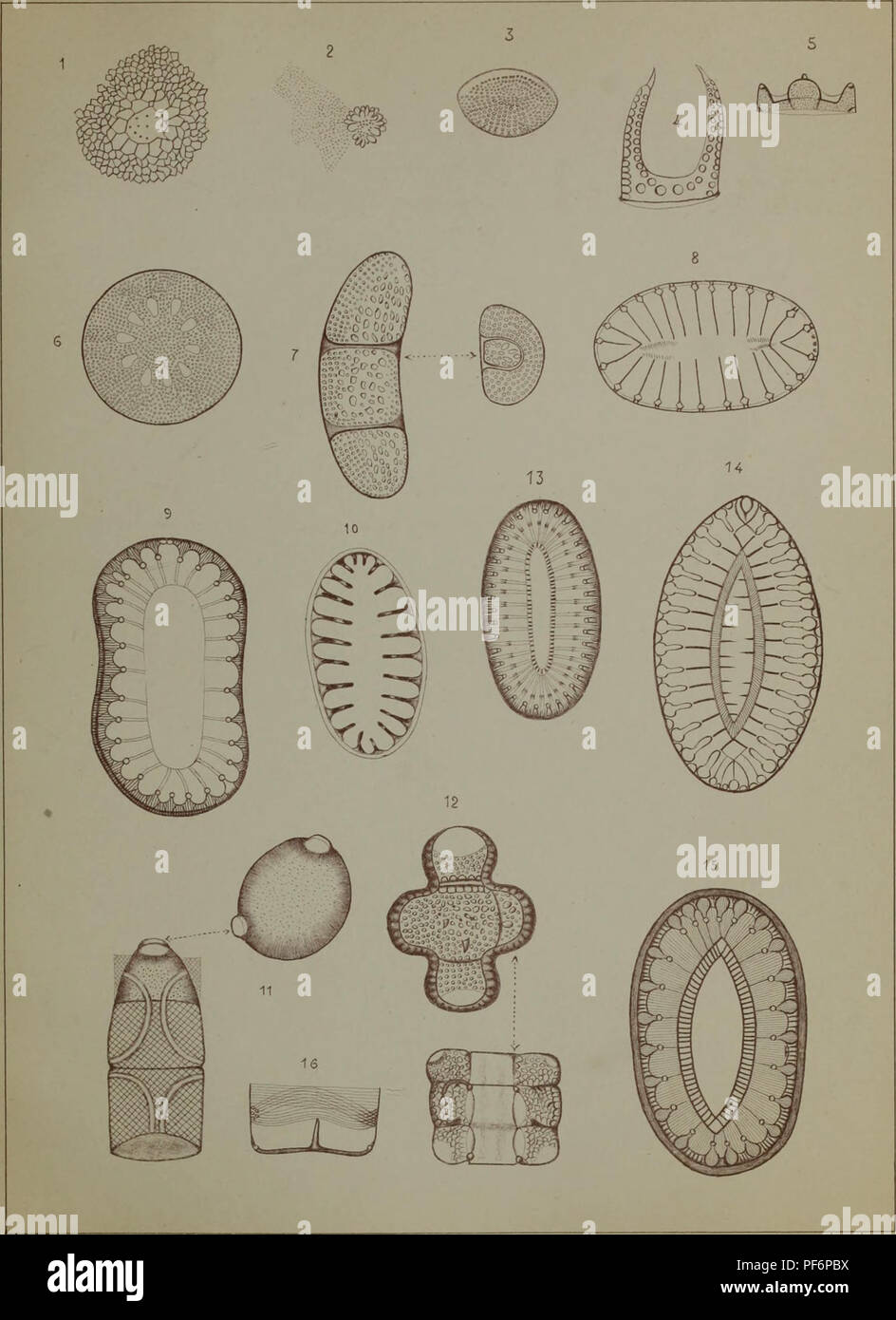 Illustration of marine diatoms from the west coast of Africa, showing diverse microscopic algae ...