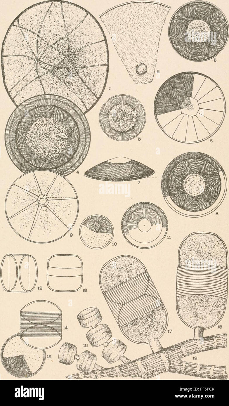 This detailed work by Francis Wolle illustrates the diversity of ...