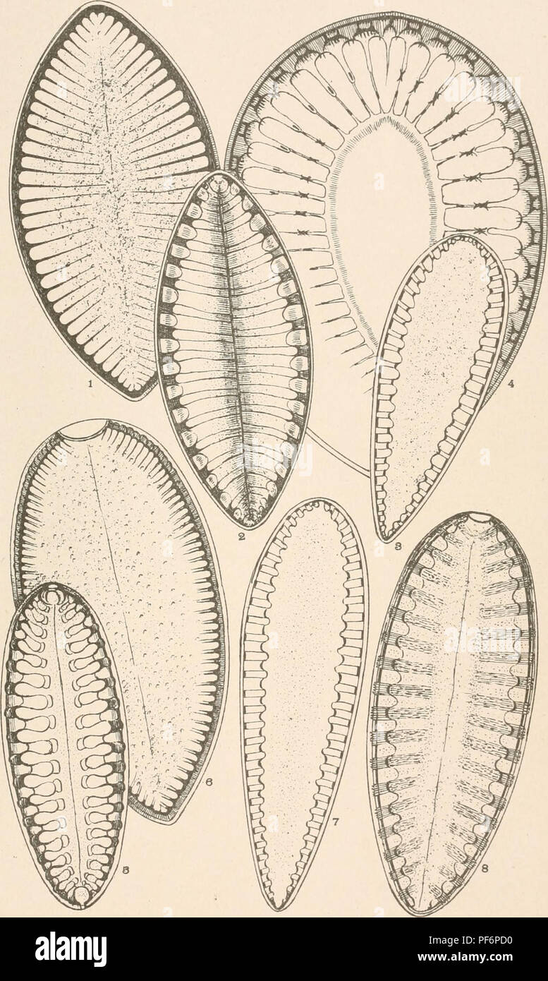 Diatom families hi-res stock photography and images - Alamy