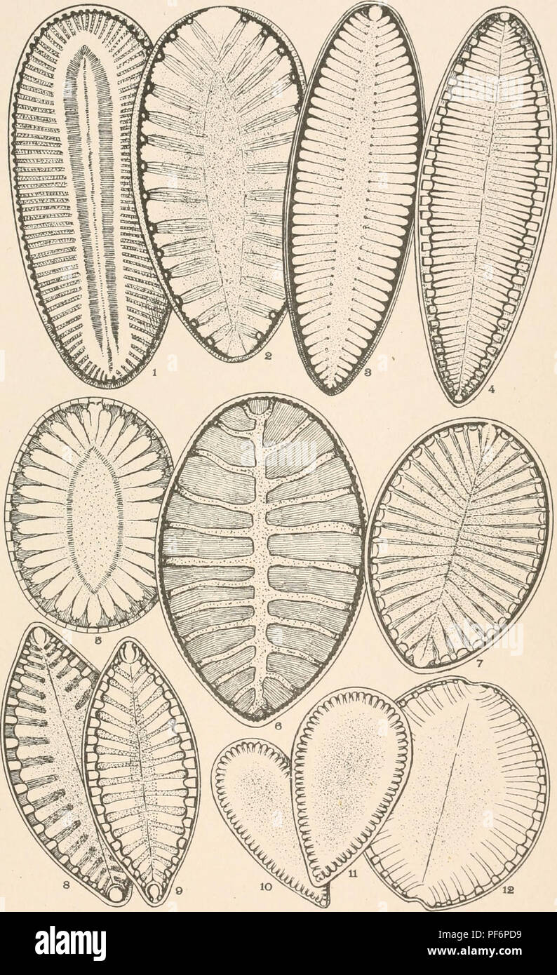 This work features a comprehensive guide to North American diatoms ...