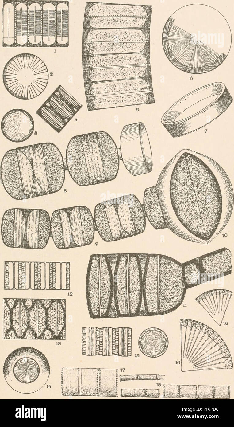 This work illustrates various species of diatoms, focusing on the ...