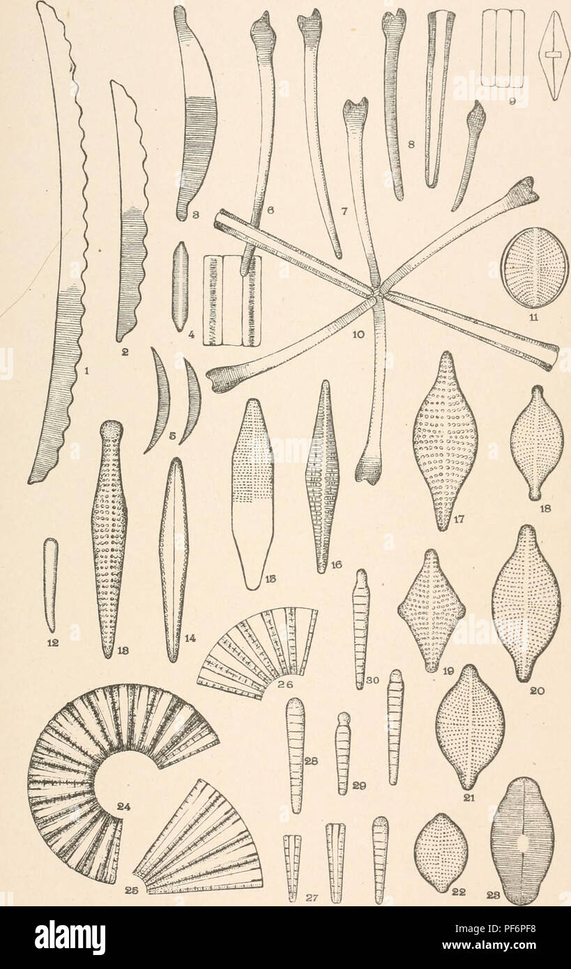 This work presents detailed illustrations and descriptions of diatoms ...