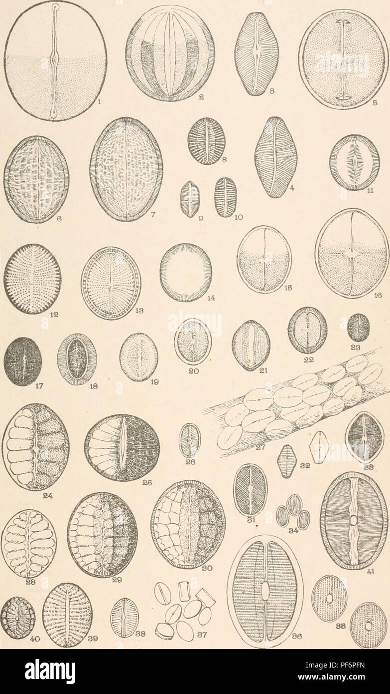 A comprehensive guide to North American diatoms, illustrated by Francis ...