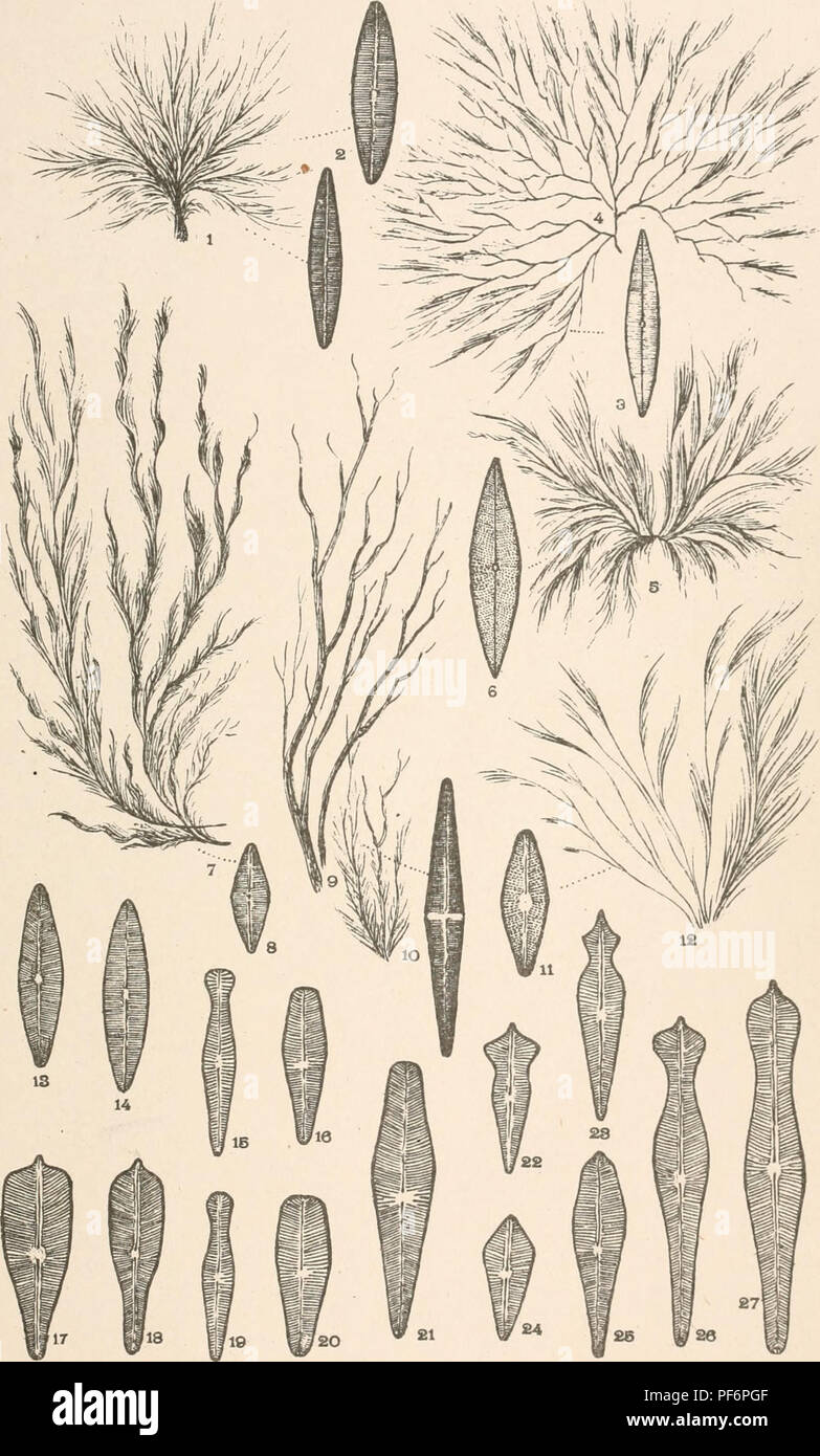 This comprehensive work on diatoms of North America includes over 2,300 ...