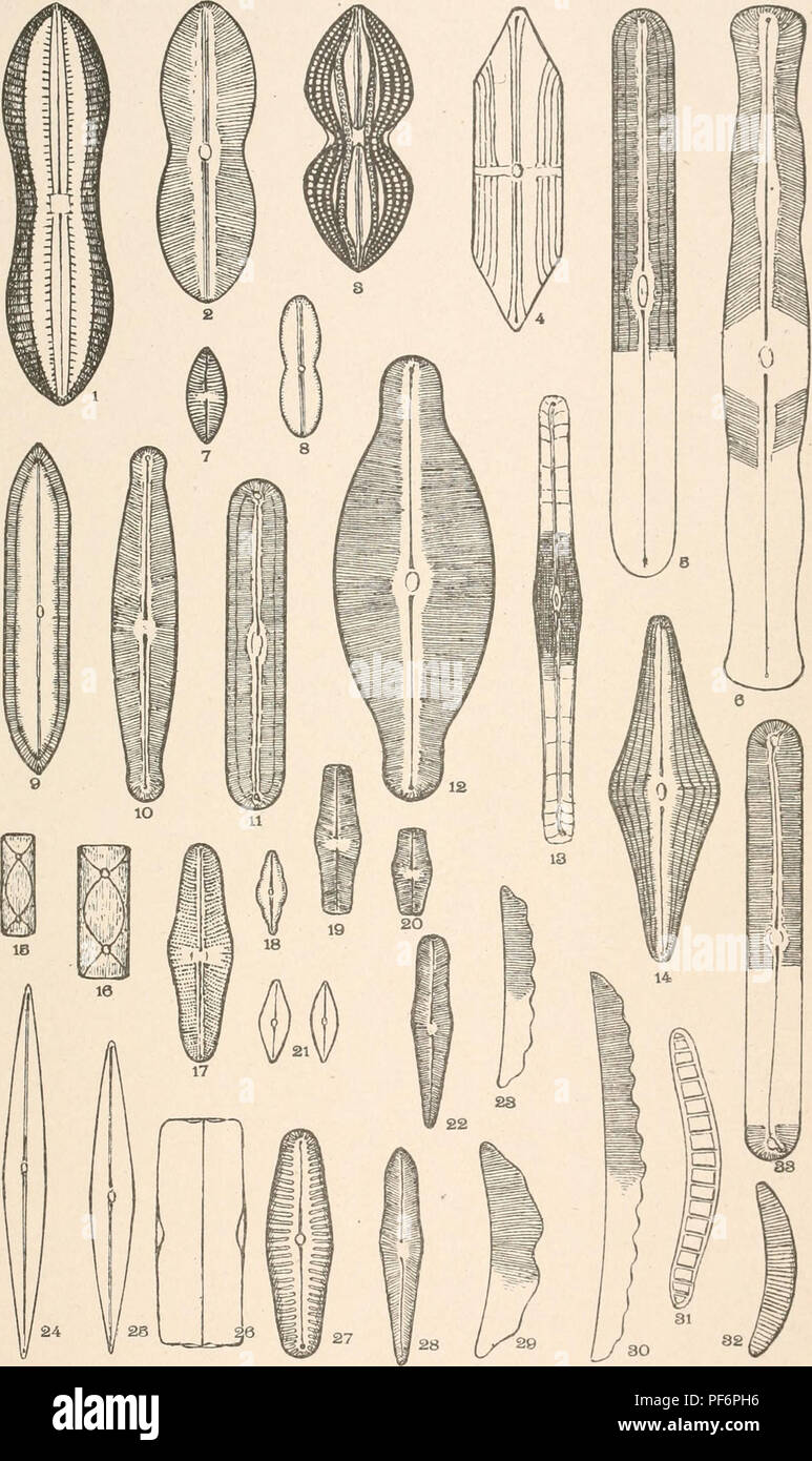 The 'Diatomaceæ of North America' by Francis Wolle illustrates a wide ...