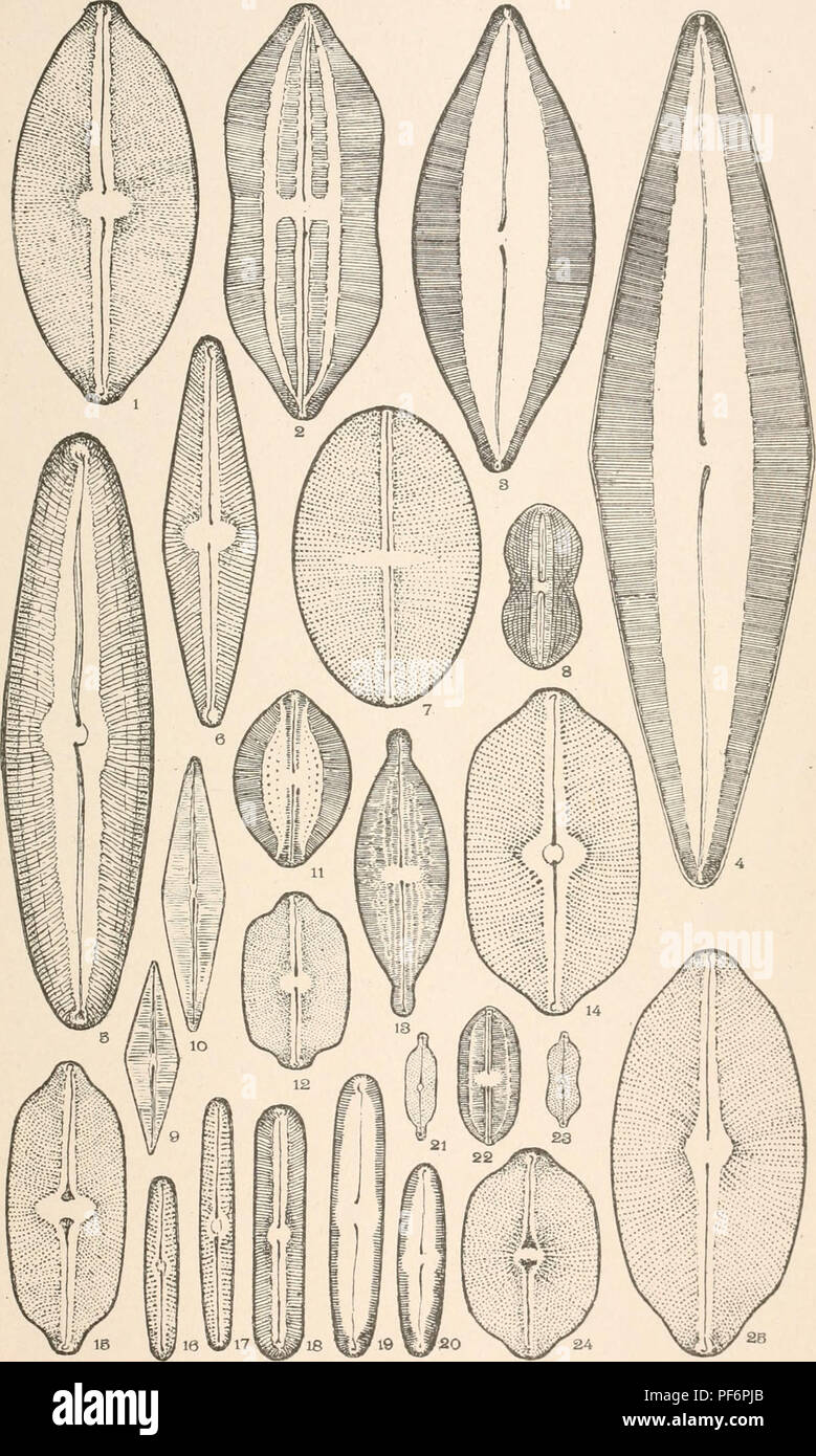 A comprehensive illustrated study of North American diatoms, featuring ...