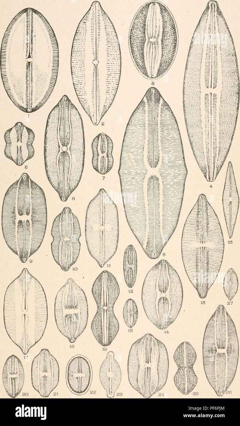 Diatom family hi-res stock photography and images - Alamy