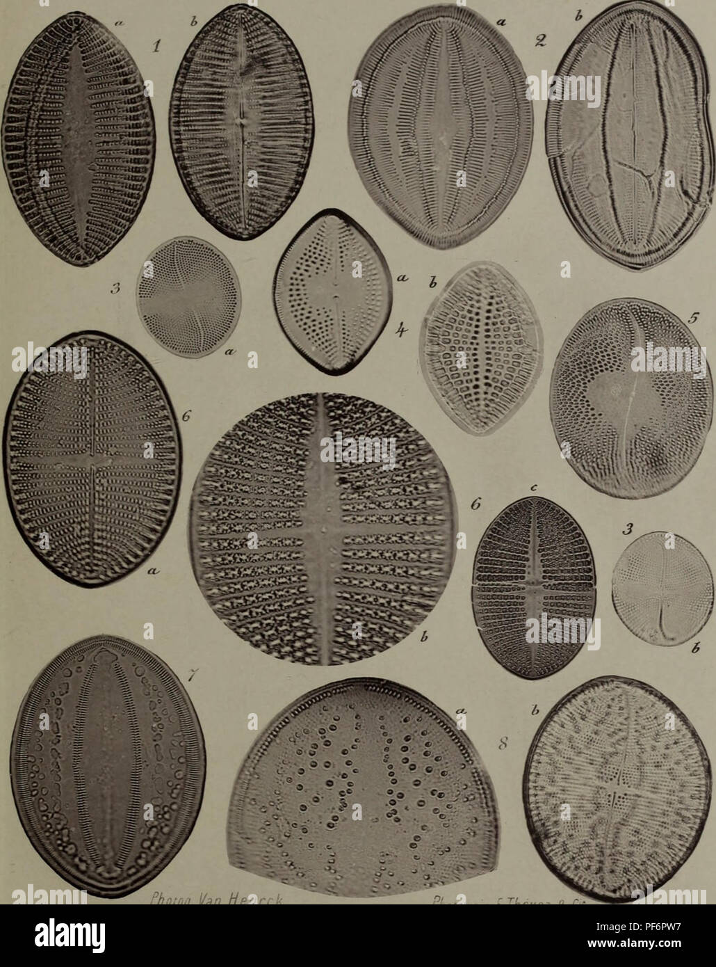 This work focuses on marine diatoms, including newly discovered fossil ...