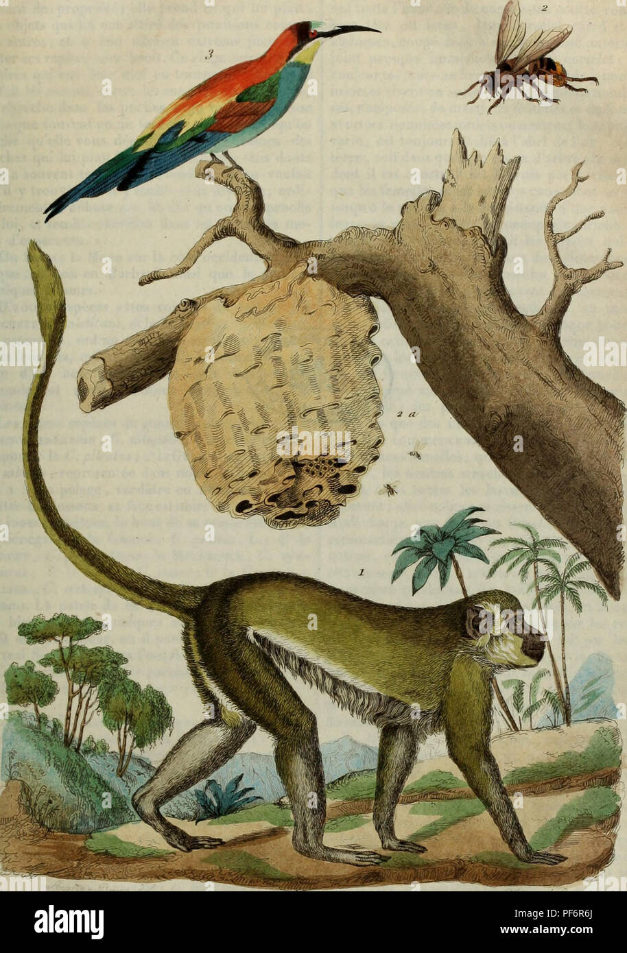 This work is a pictorial dictionary of natural history and the ...