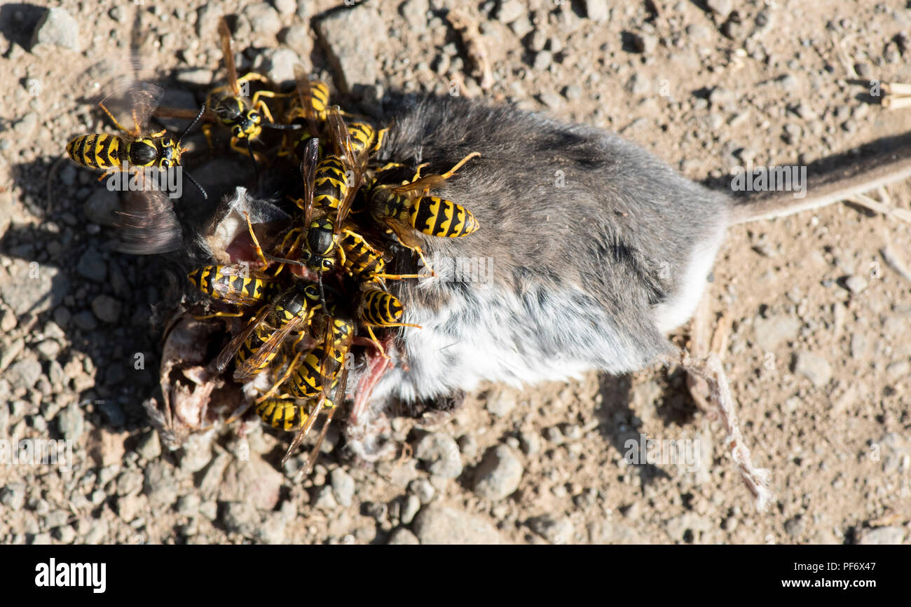 Swarm Of Yellow Jackets