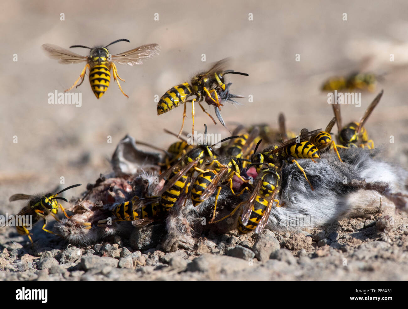 Ultimate Yellow Jacket