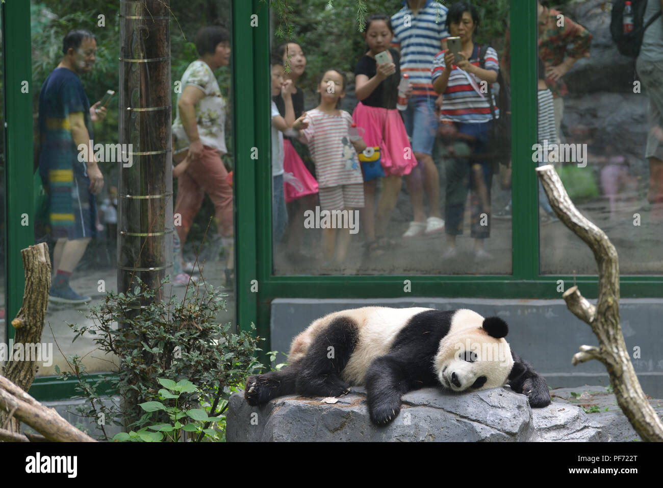 Nanjin, Nanjin, China. 20th Aug, 2018. Nanjing, CHINA-An adorable panda ...