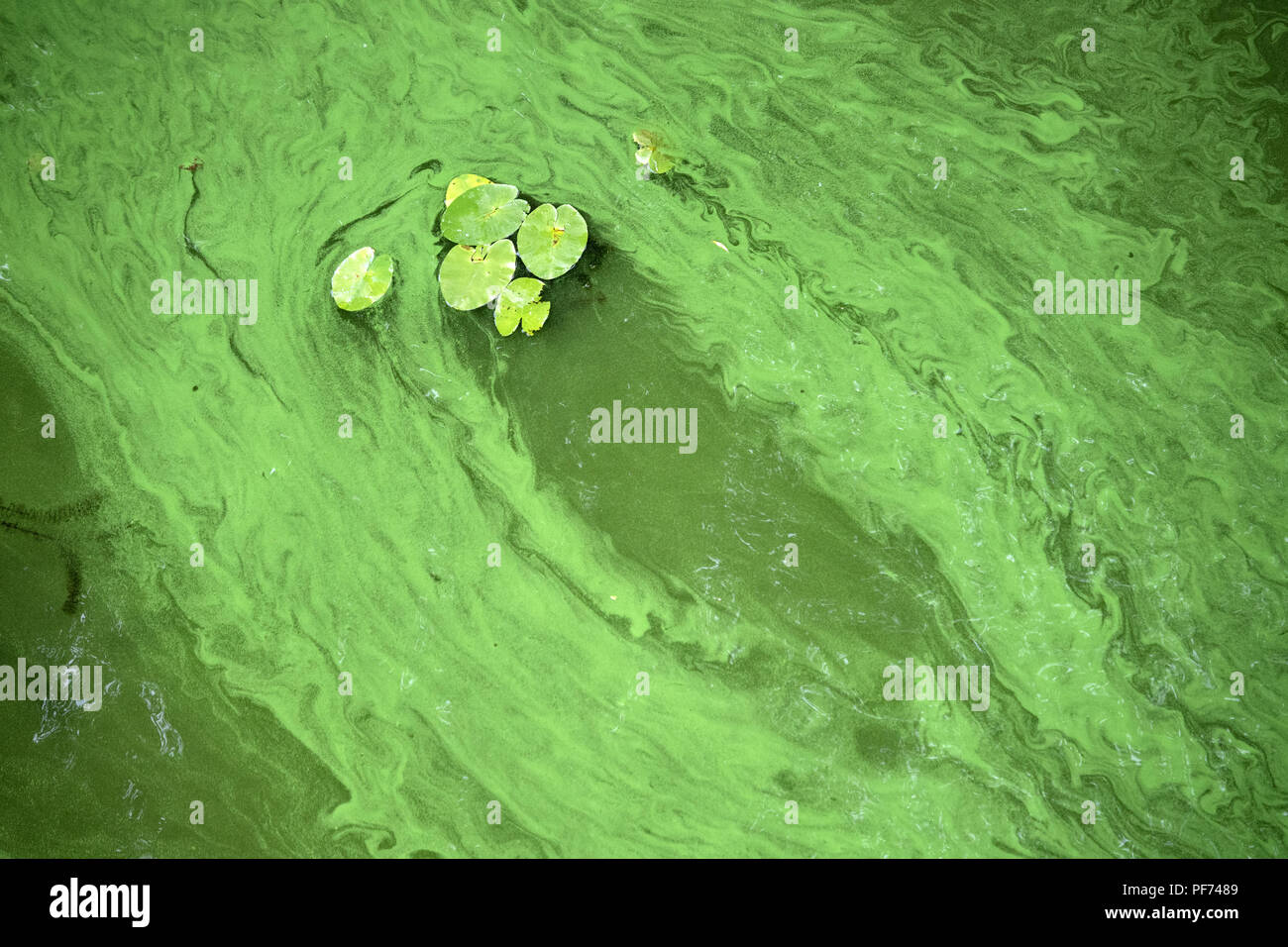 Potsdam, Germany. 20th Aug, 2018. A carpet of algae floats on the Havel ...