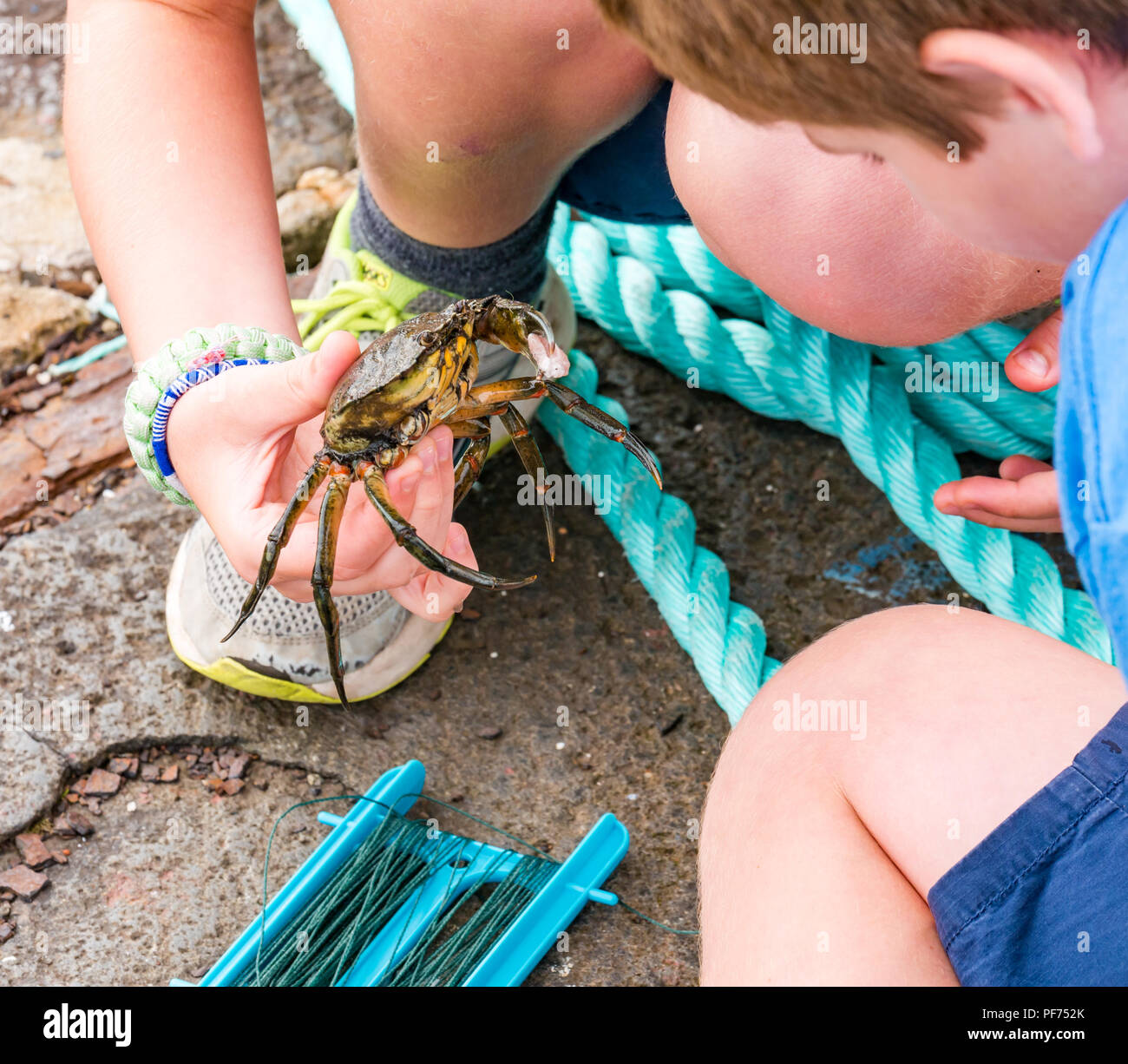 Crab crustacean hi-res stock photography and images - Alamy