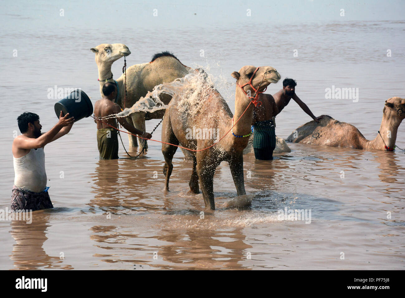 Camels lahore hi-res stock photography and images - Alamy